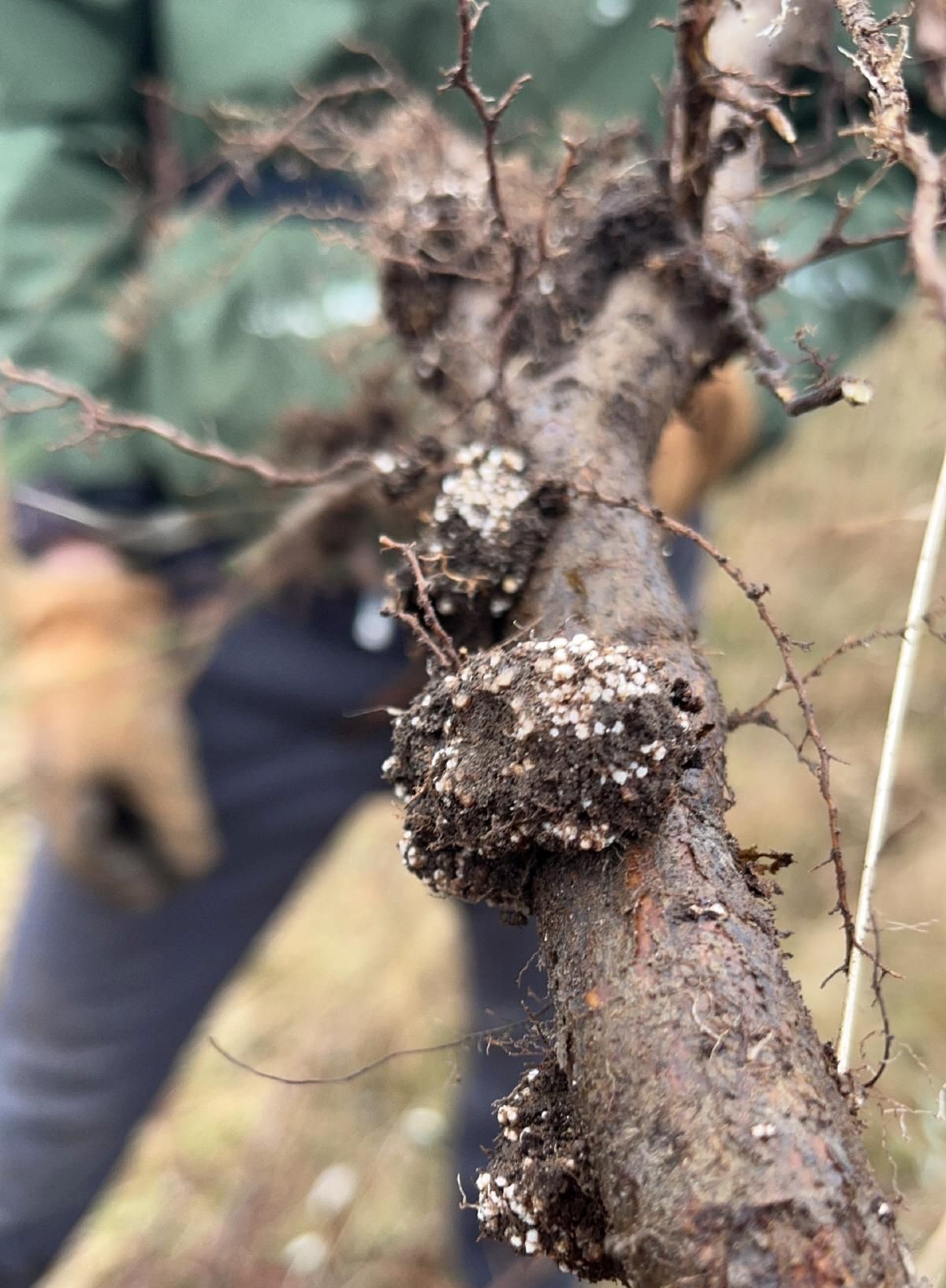 INVASIVE PLANTS – Coastal Mountains Land Trust
