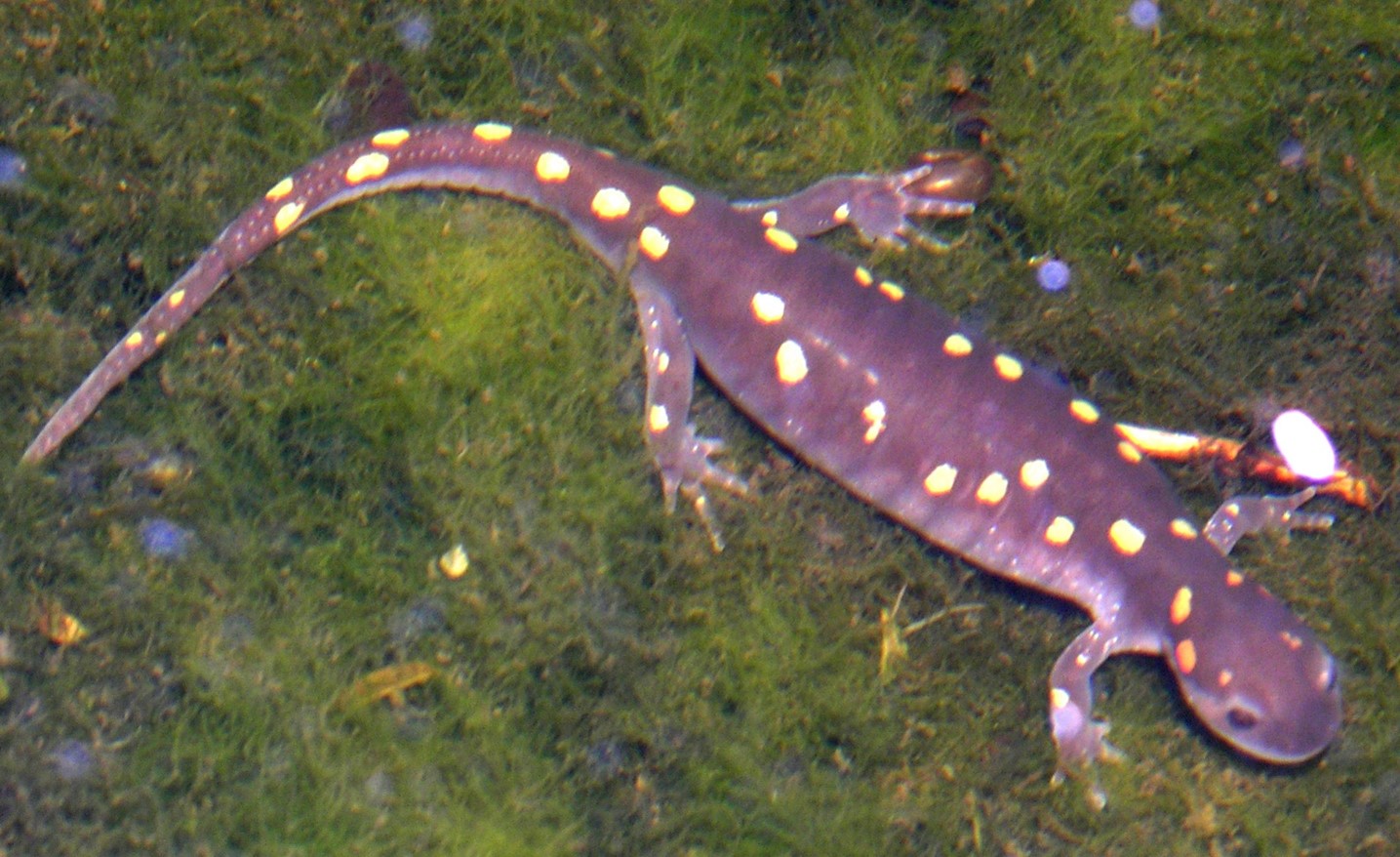 The Spotted Salamander – Coastal Mountains Land Trust