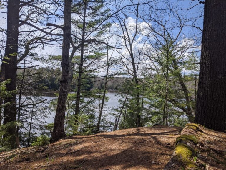 Wednesday Waldo Walk at Little River Trail – Coastal Mountains Land Trust